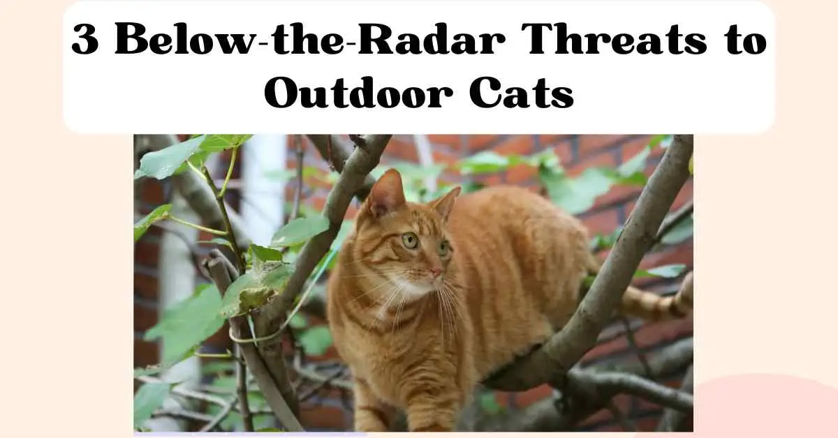 Top Underrated Dangers to Outdoor Cats- The Comforted Kitty Cat Sitting