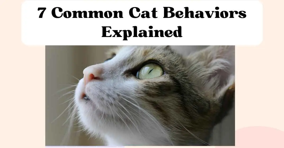 7 Common Cat Behaviors Explained - The Comforted Kitty Cat Sitting