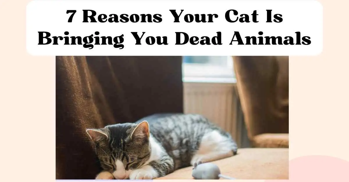 7 Reasons Your Cat Brings You Dead Animals - The Comforted Kitty Cat ...