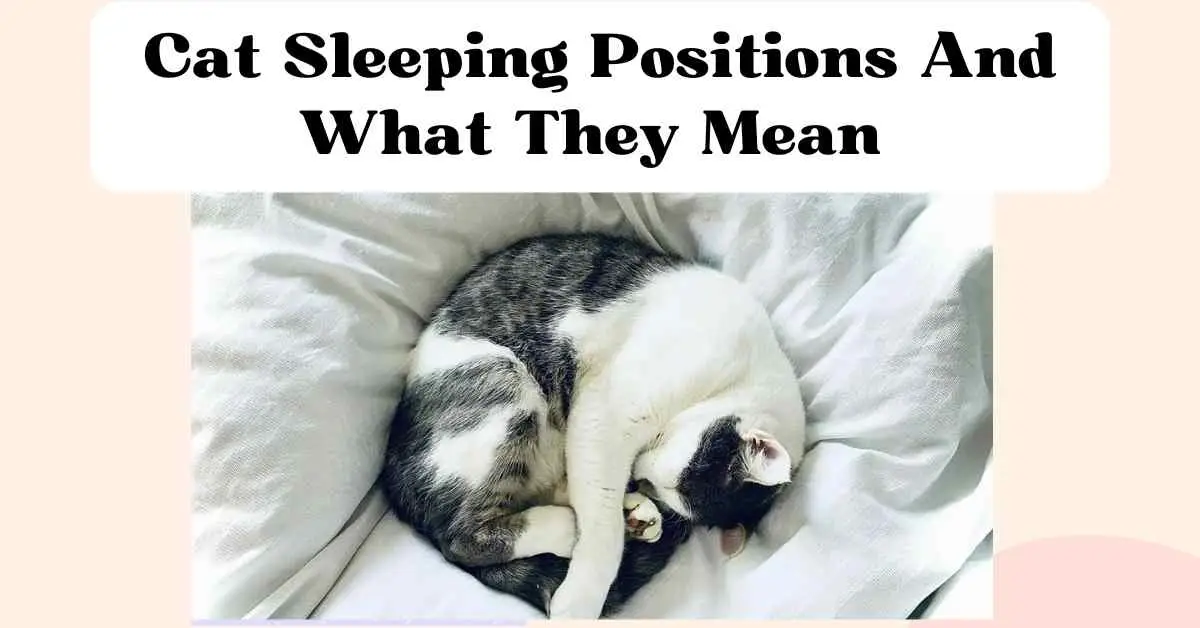 Cat Sleeping Positions And What They Mean - The Comforted Kitty Cat Sitting