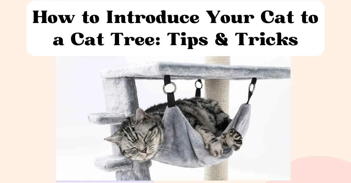 How to Introduce Your Cat to a Cat Tree - The Comforted Kitty Cat Sitting
