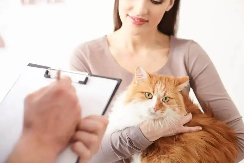 Should You Give Your Cat Prozac? Top 8 Reasons - The Comforted Kitty ...