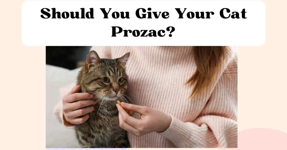 Should You Give Your Cat Prozac? Top 8 Reasons - The Comforted Kitty ...