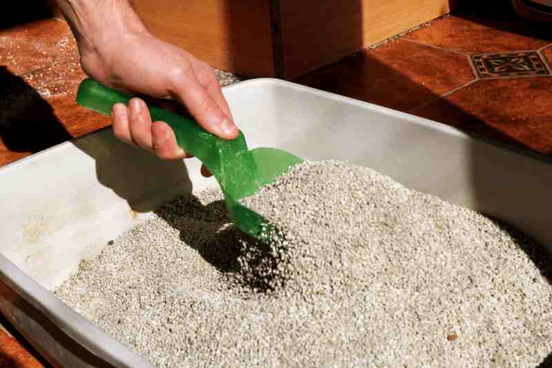 13 Reasons Your Cat is Peeing Outside of the Litterbox - The Comforted ...