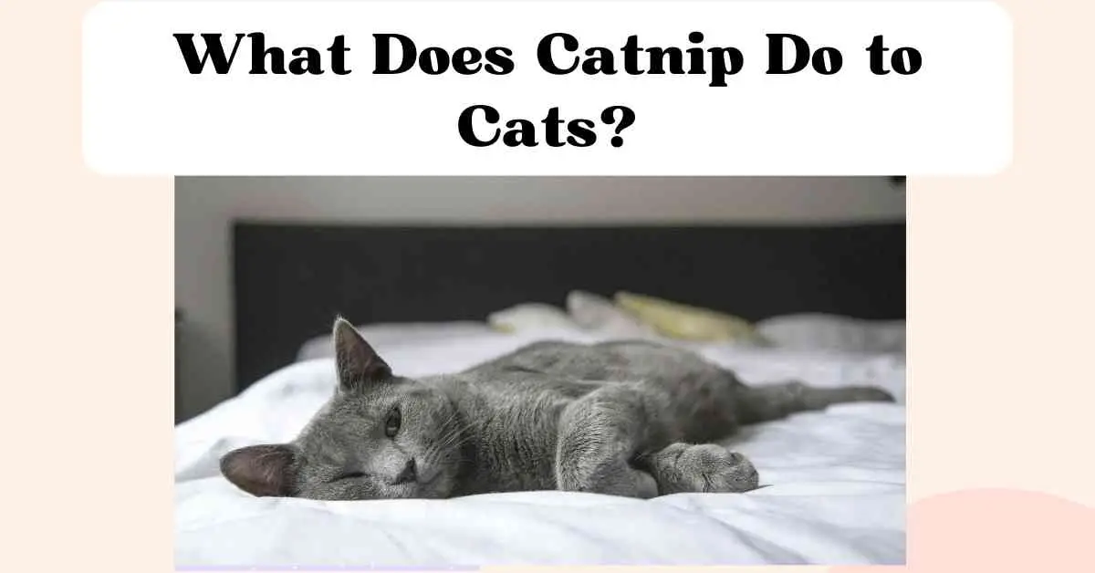 What Does Catnip Do to Cats? - The Comforted Kitty Cat Sitting