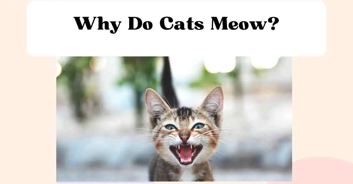 Why Cats Meow and When to Be Concerned - The Comforted Kitty Cat Sitting