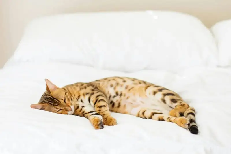 Cat Sleeping Positions And What They Mean - The Comforted Kitty Cat Sitting