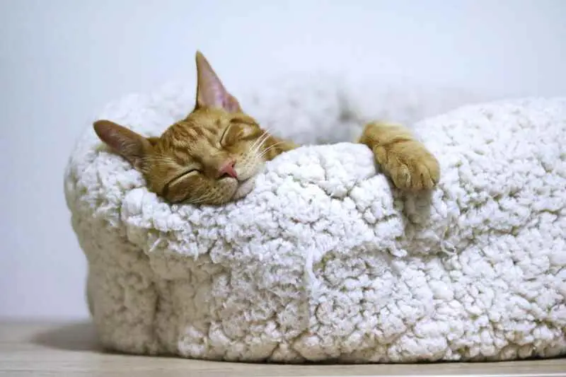 Cat Sleeping Positions And What They Mean - The Comforted Kitty