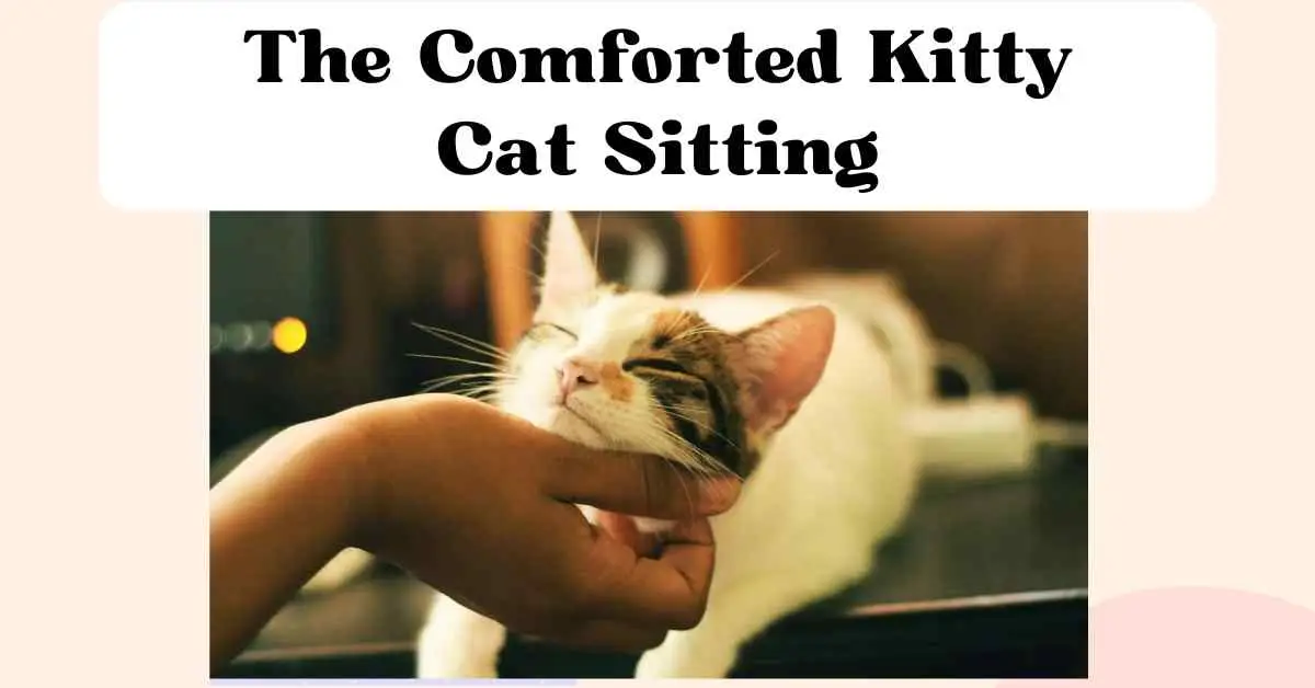 Best Pet Sitting Service for Cats | Find Trusted Cat Sitters