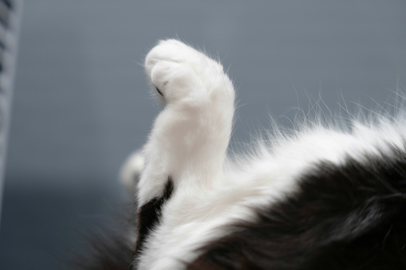 The Ultimate Guide to Your Cat's Paws - The Comforted Kitty Cat Sitting