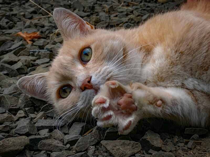 The Ultimate Guide to Your Cat's Paws - The Comforted Kitty Cat Sitting