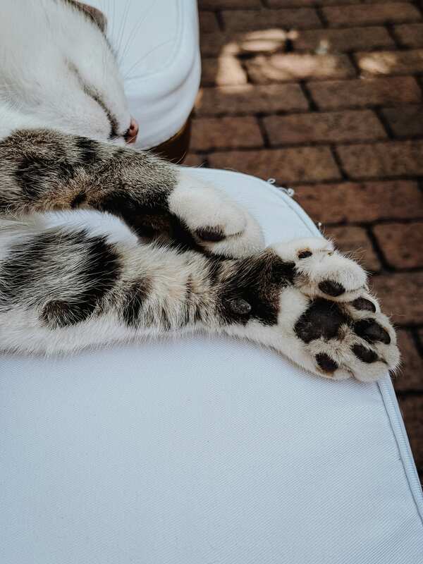 The Ultimate Guide to Your Cat's Paws - The Comforted Kitty Cat Sitting