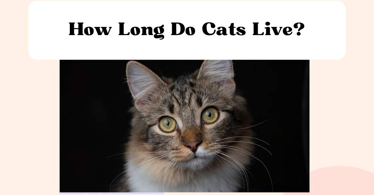 Feline Viral Diseases Guide: What You Need to Know- The Comforted Kitty ...